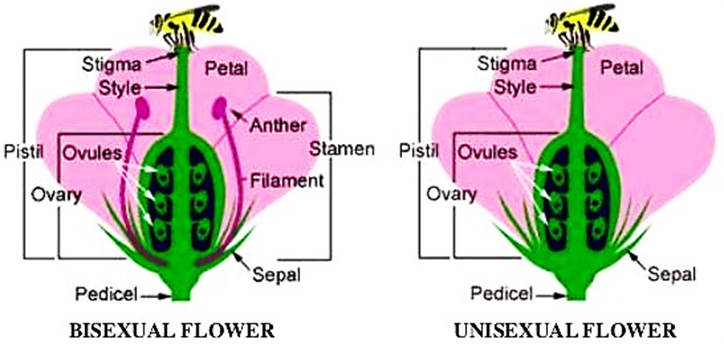 Class 7 Science Chapter 12 Reproduction In Plants Notes EXAMIUM CLASSES Class 7 Science Chapter 12 Reproduction In Plants Notes EXAMIUM CLASSES
