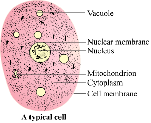 Class 8 Science Chapter 8 Cell Structure and Functions Important Questions