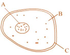 Class 8 Science Chapter 8 Cell Structure and Functions Important Questions