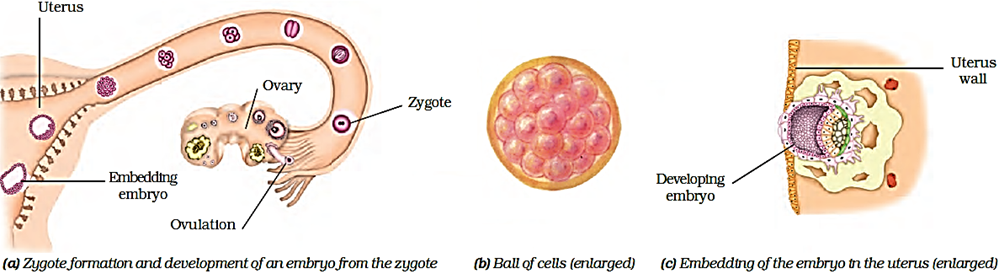 Class 8 Science Chapter 9 Reproduction in Animals Notes - EXAMIUM CLASSES