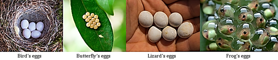 Class 8 Science Chapter 9 Reproduction in Animals Notes