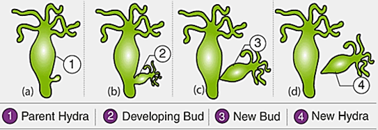 Class 8 Science Chapter 9 Reproduction in Animals Notes - EXAMIUM CLASSES